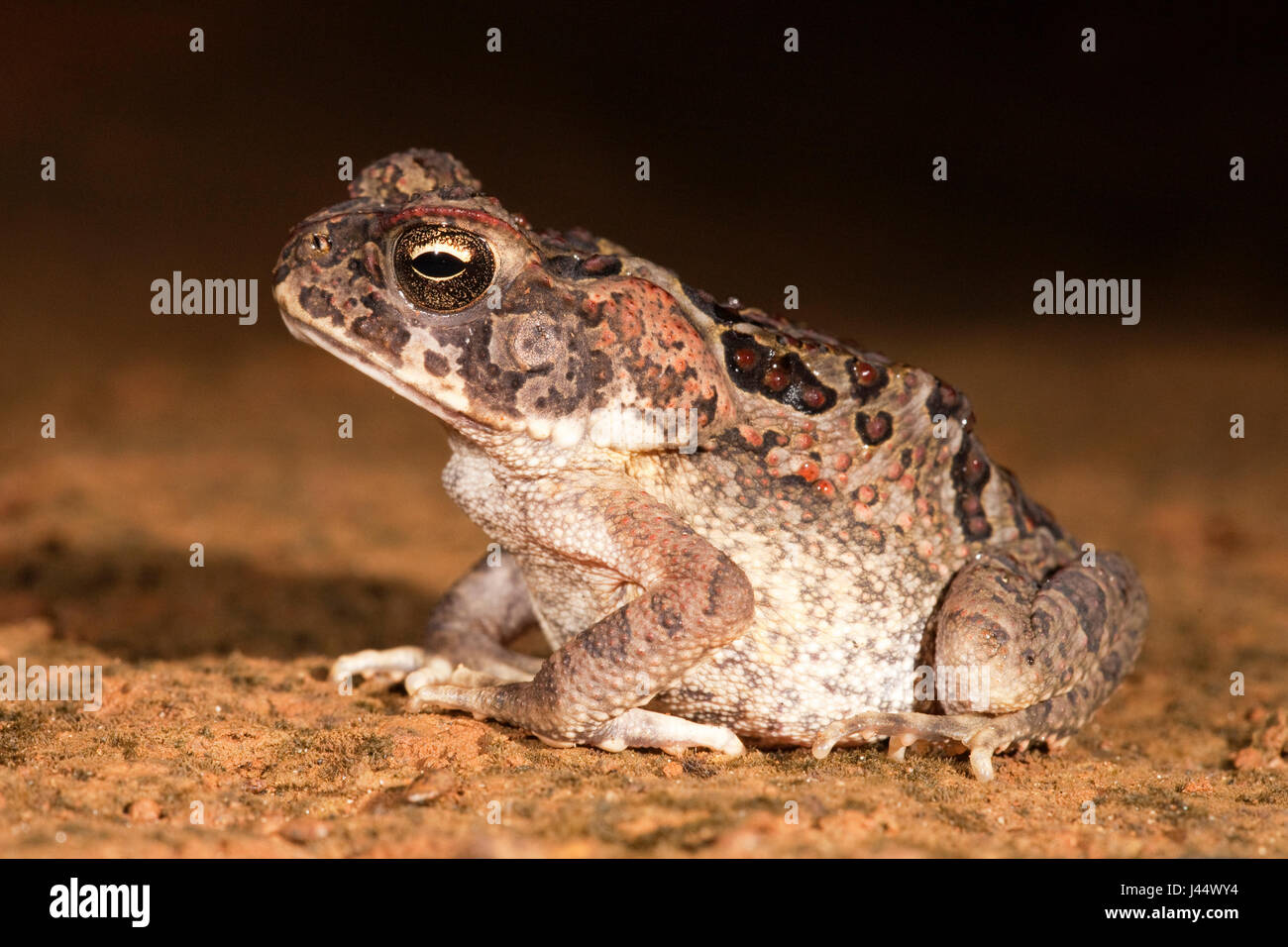 photo of a young cane toad Stock Photo - Alamy