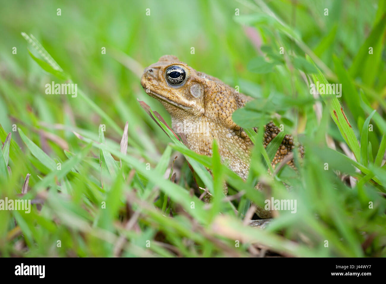 Cane toad in grass Stock Photo - Alamy