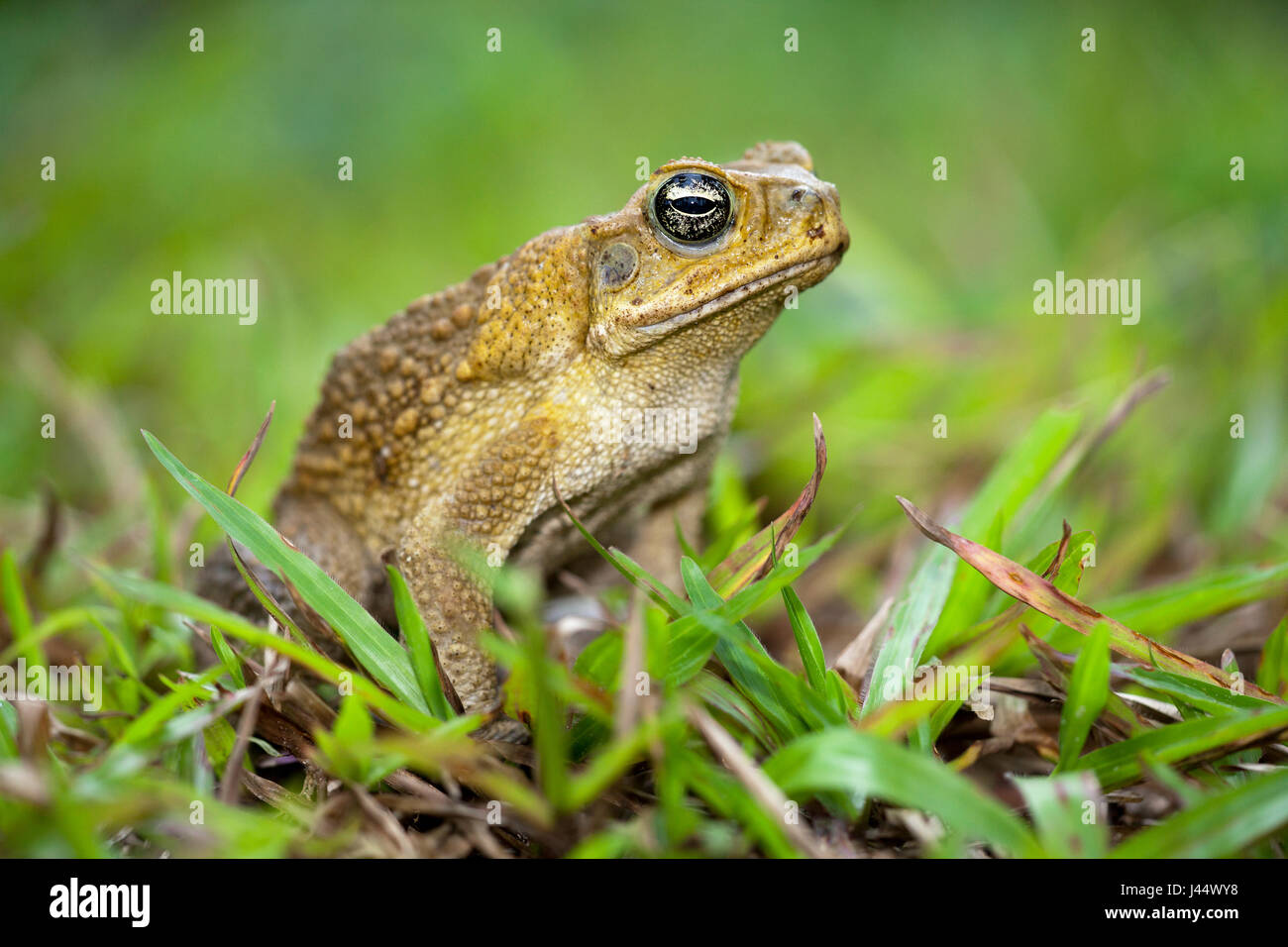 Cane toad in grass Stock Photo - Alamy