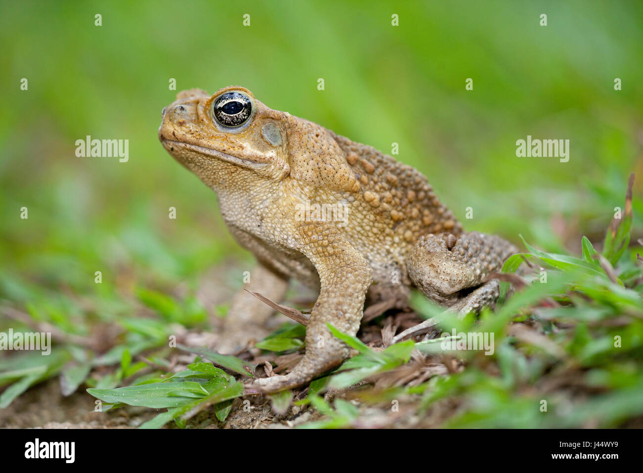 Cane toad in grass Stock Photo - Alamy