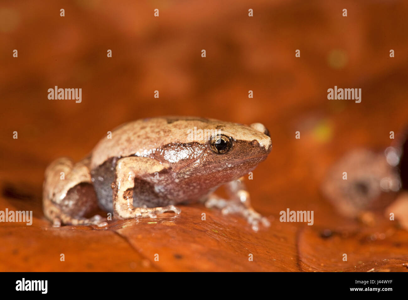 Amazon sheep frog hamptophryne boliviana hi-res stock photography and ...
