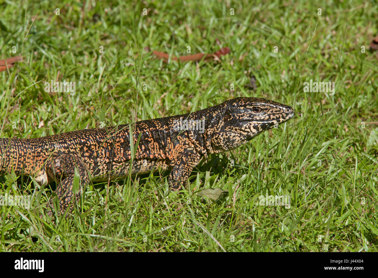 Colombian tegu tupinambis teguixin hi-res stock photography and images ...