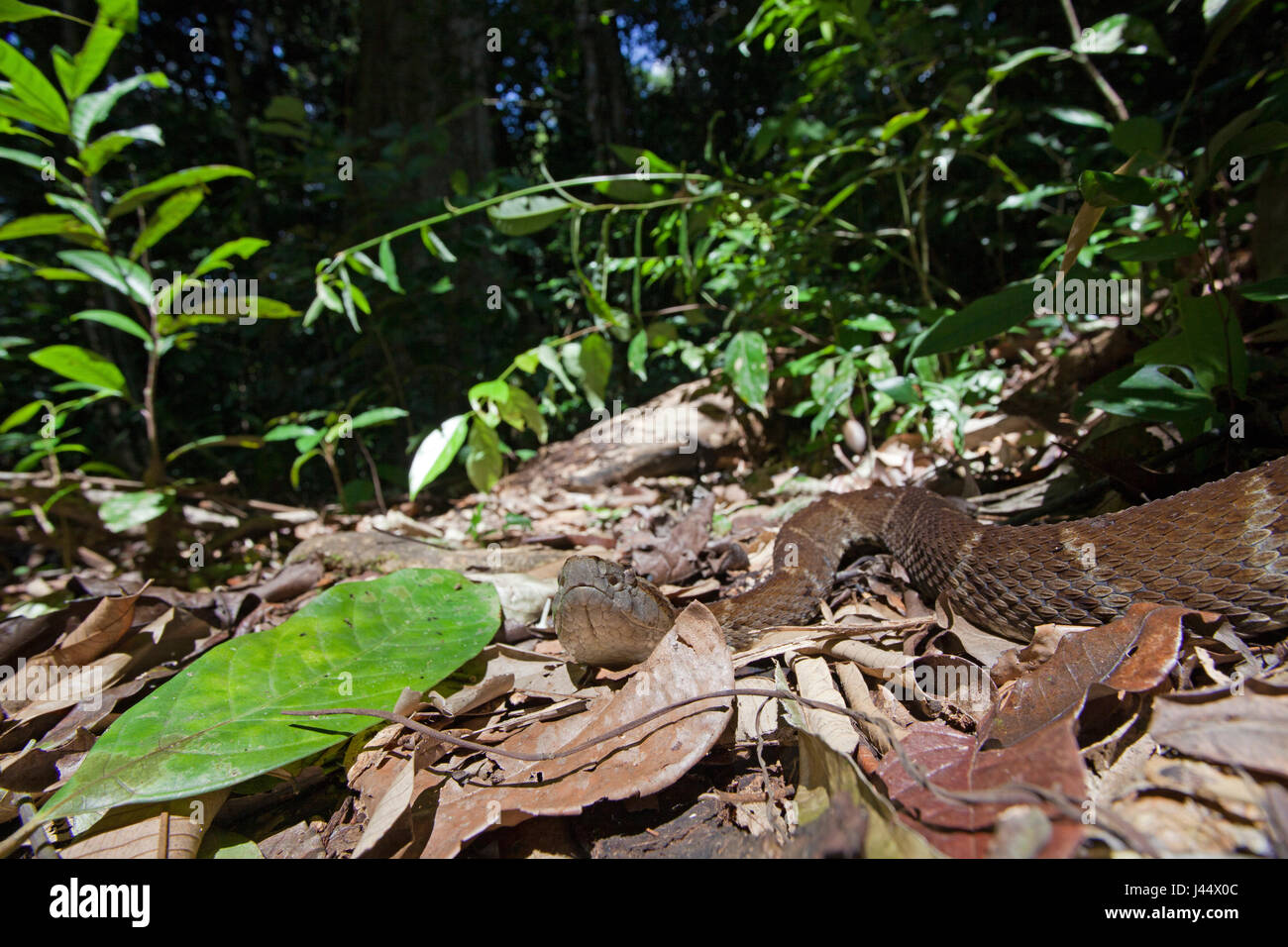 photo of a large fer-de-lance basking on the forest floor Stock Photo ...