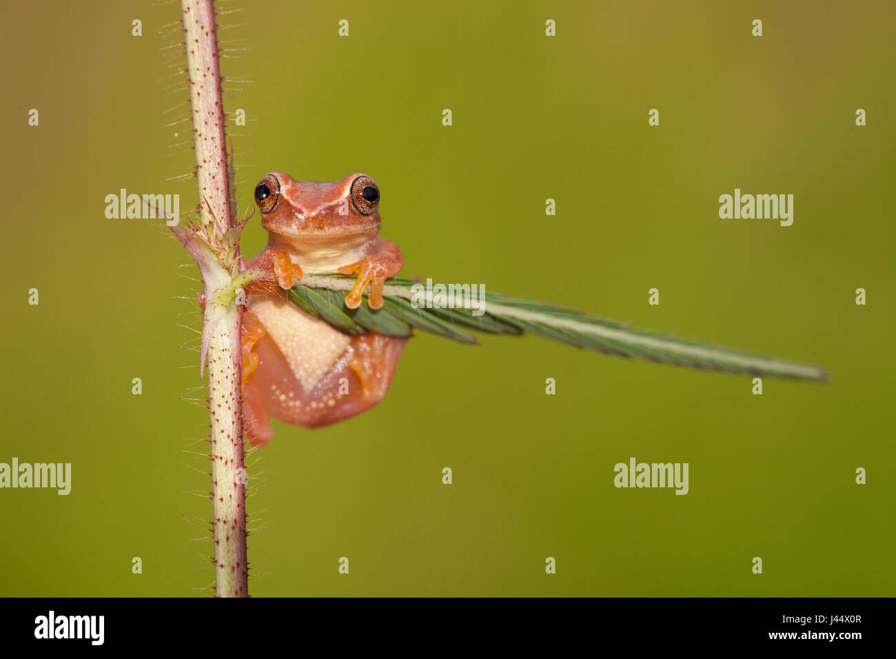photo of a Dendropsophus microcephalus Stock Photo - Alamy
