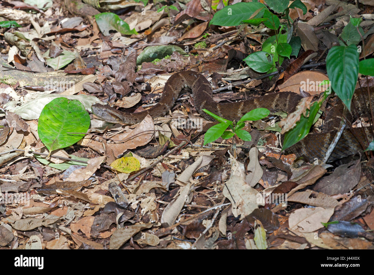 Fer de lance hi-res stock photography and images - Alamy