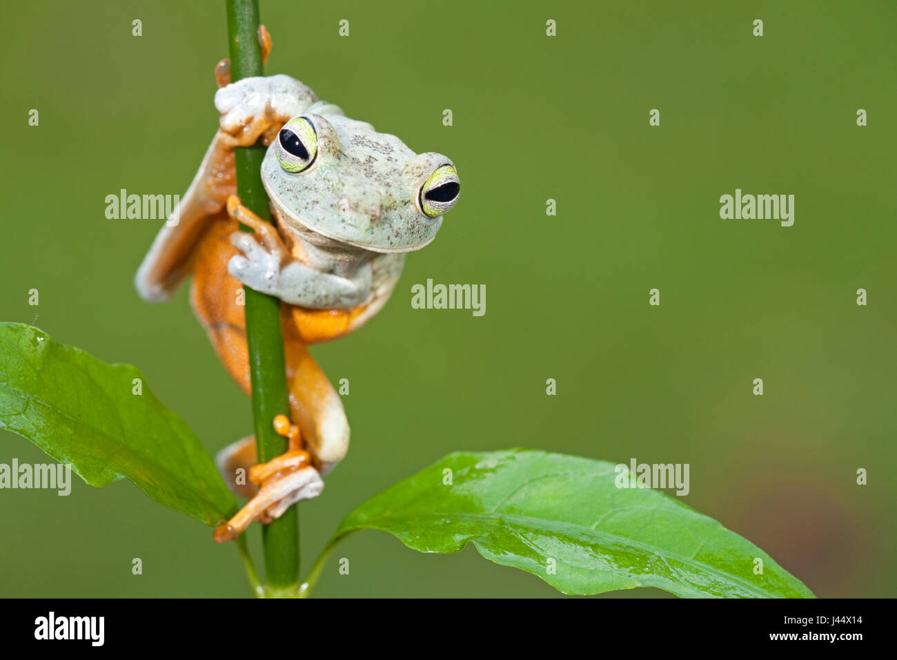 Beautiful voiced hi-res stock photography and images - Alamy