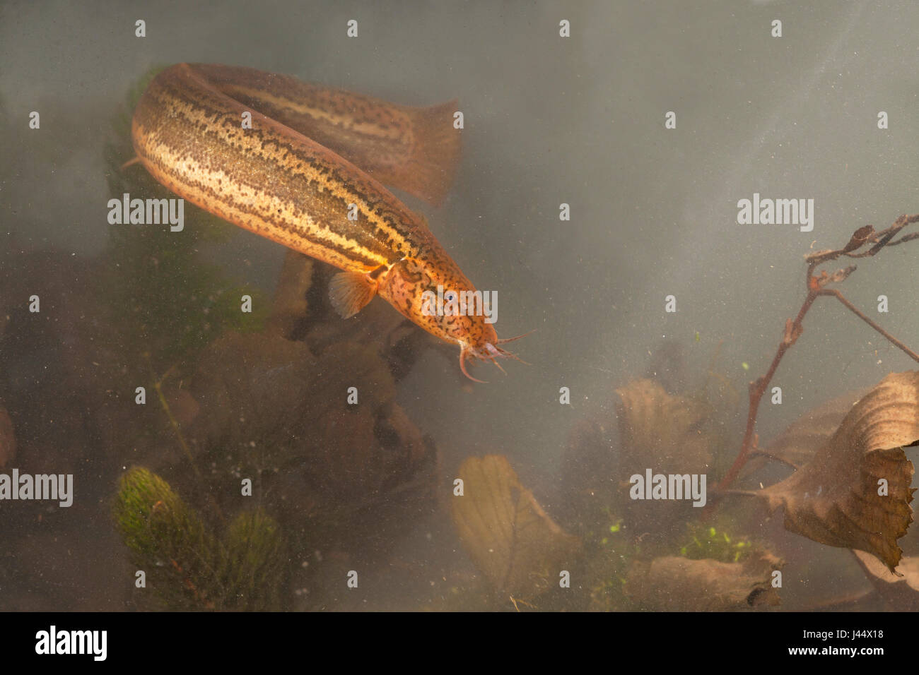 photo of a pond loach swimming above the bottom under water Stock Photo ...