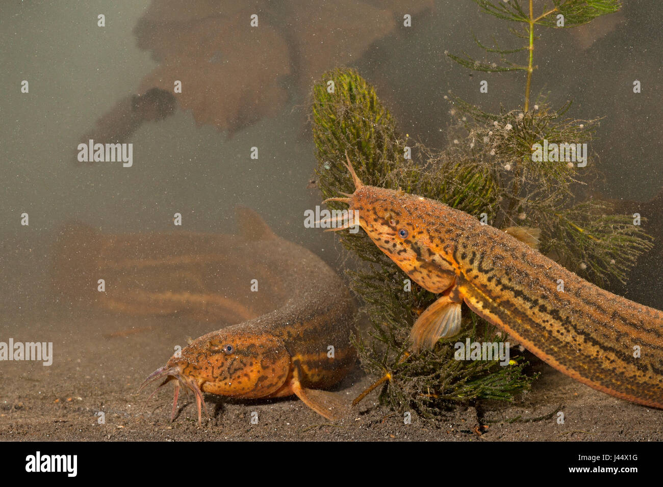 Muddy Bottom To Habitat High Resolution Stock Photography and Images ...