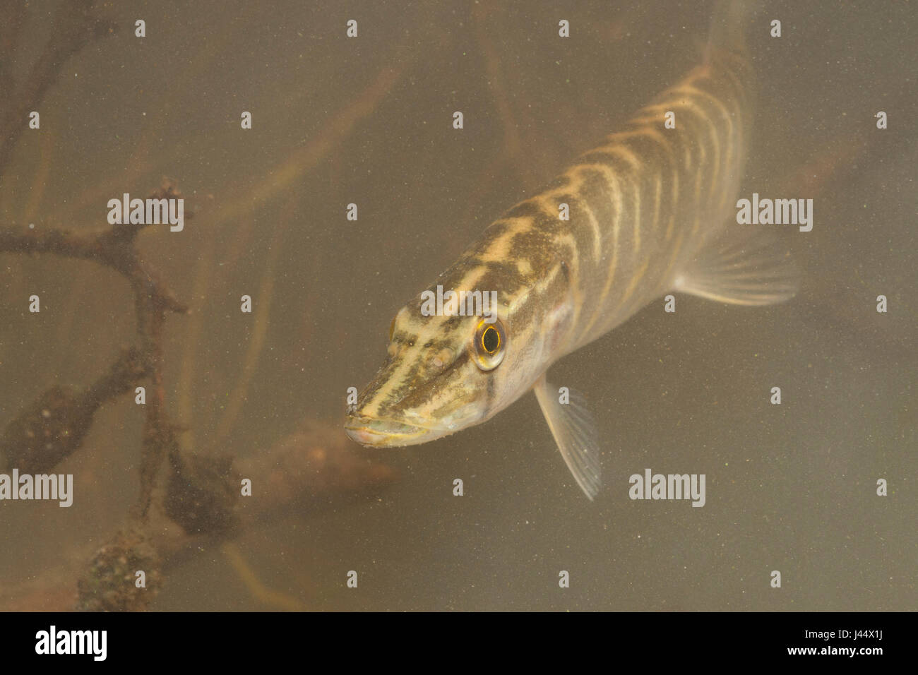 photo of a young pike underwater in between branches Stock Photo - Alamy