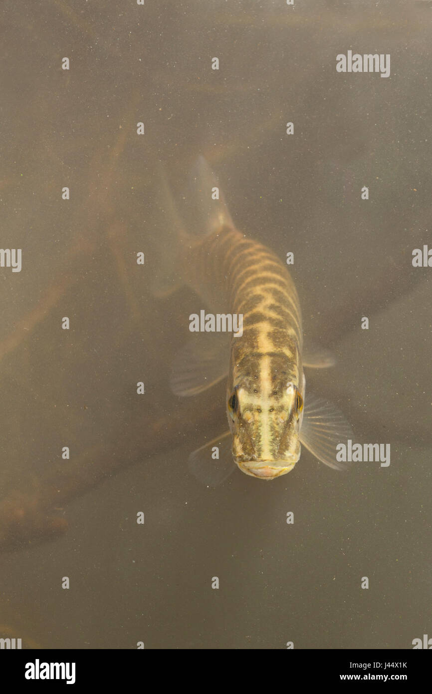 photo of a young pike underwater in between branches Stock Photo - Alamy