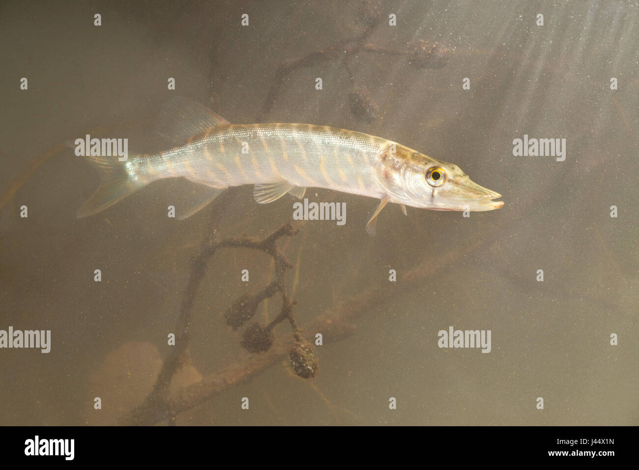 photo of a young pike underwater in between branches Stock Photo - Alamy