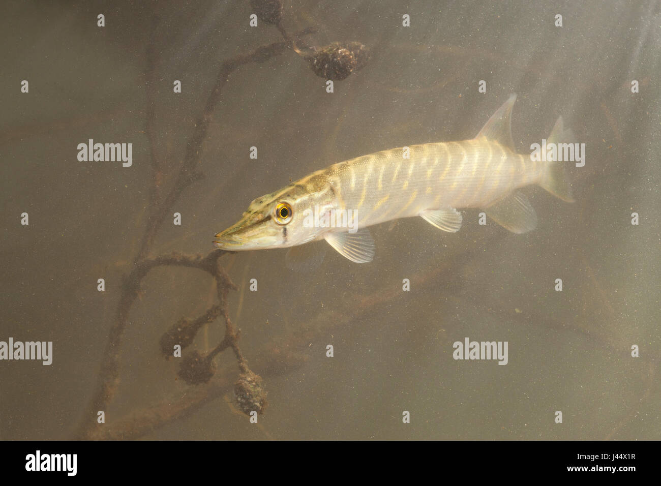 photo of a young pike underwater in between branches Stock Photo - Alamy