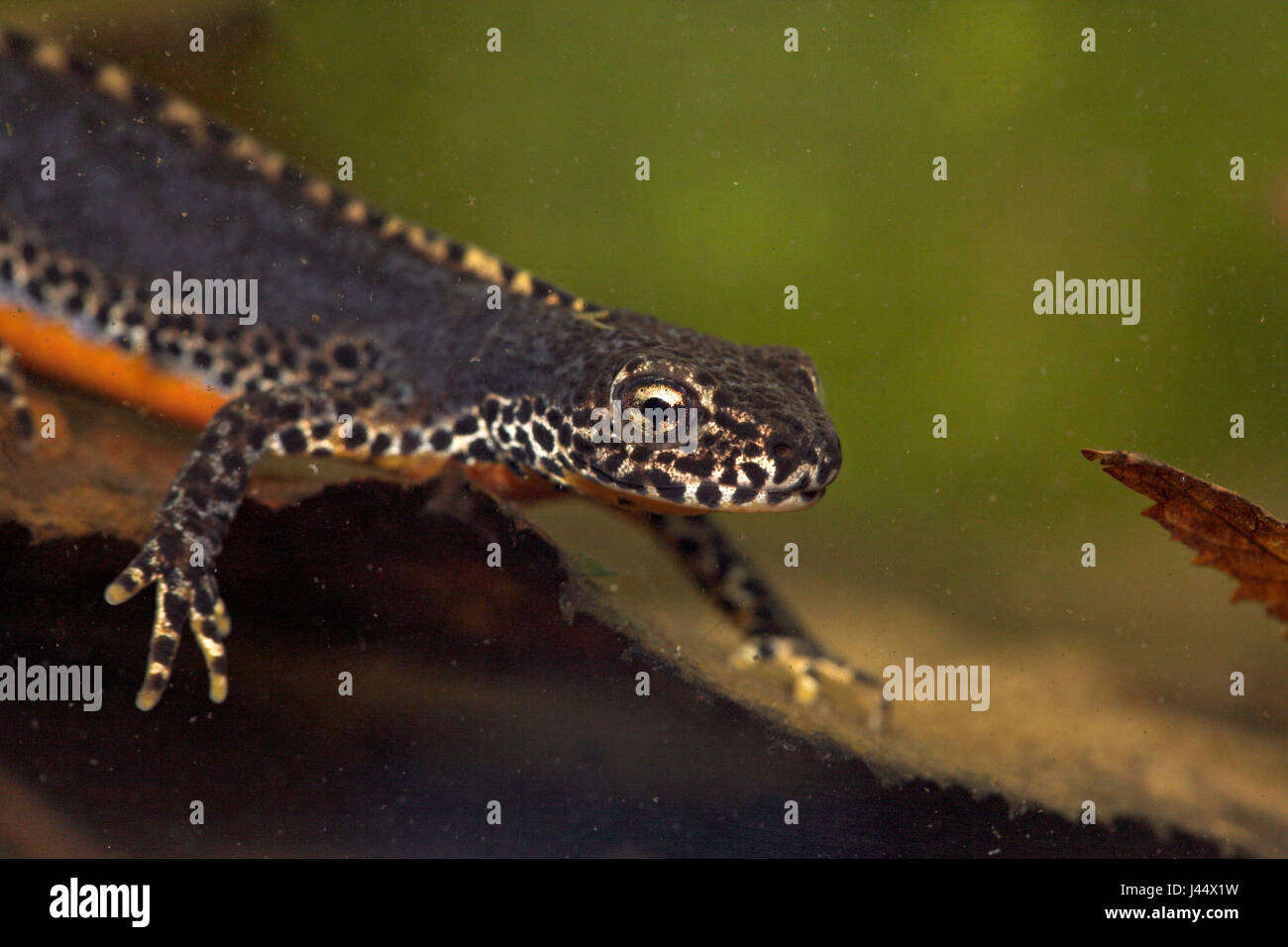 Alpine triton hi-res stock photography and images - Alamy