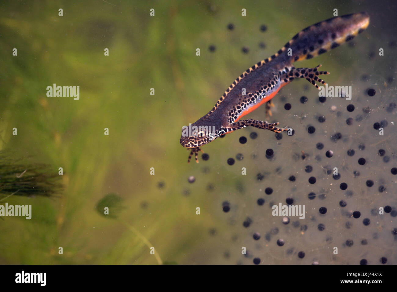 Alpine newt underwater with spawn were they feed on Stock Photo - Alamy