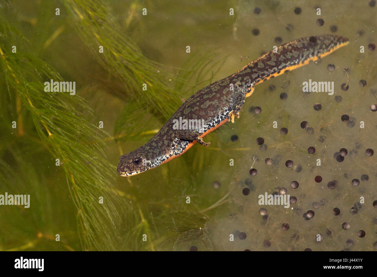female Alpine newt underwater with spawn were they feed on Stock Photo ...