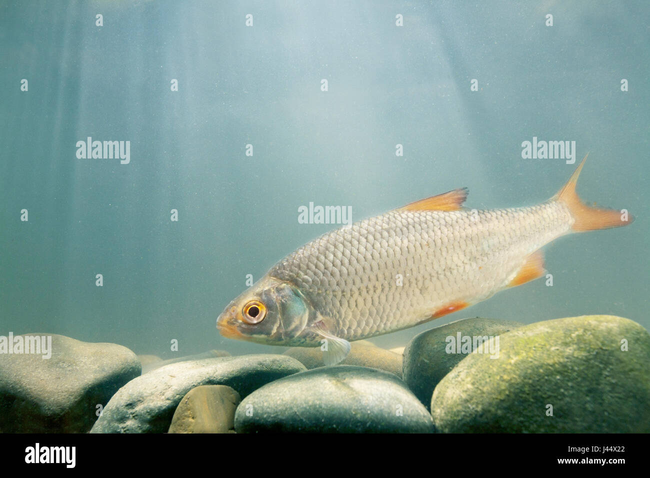 photo of a roach swimming above a rocky bottom with a blue background ...
