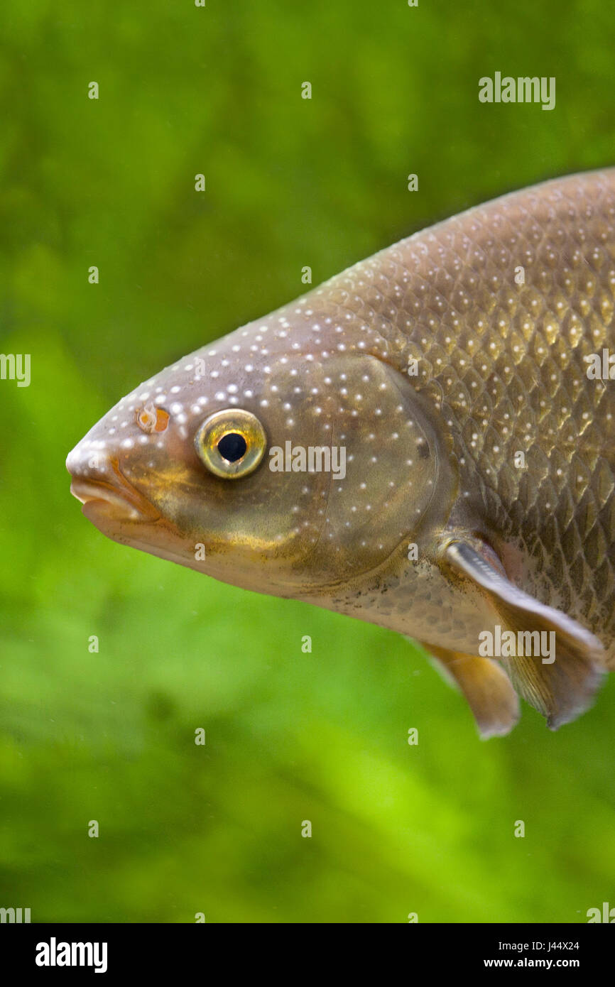 picture of a male common bream with spawning tubercles Stock Photo - Alamy