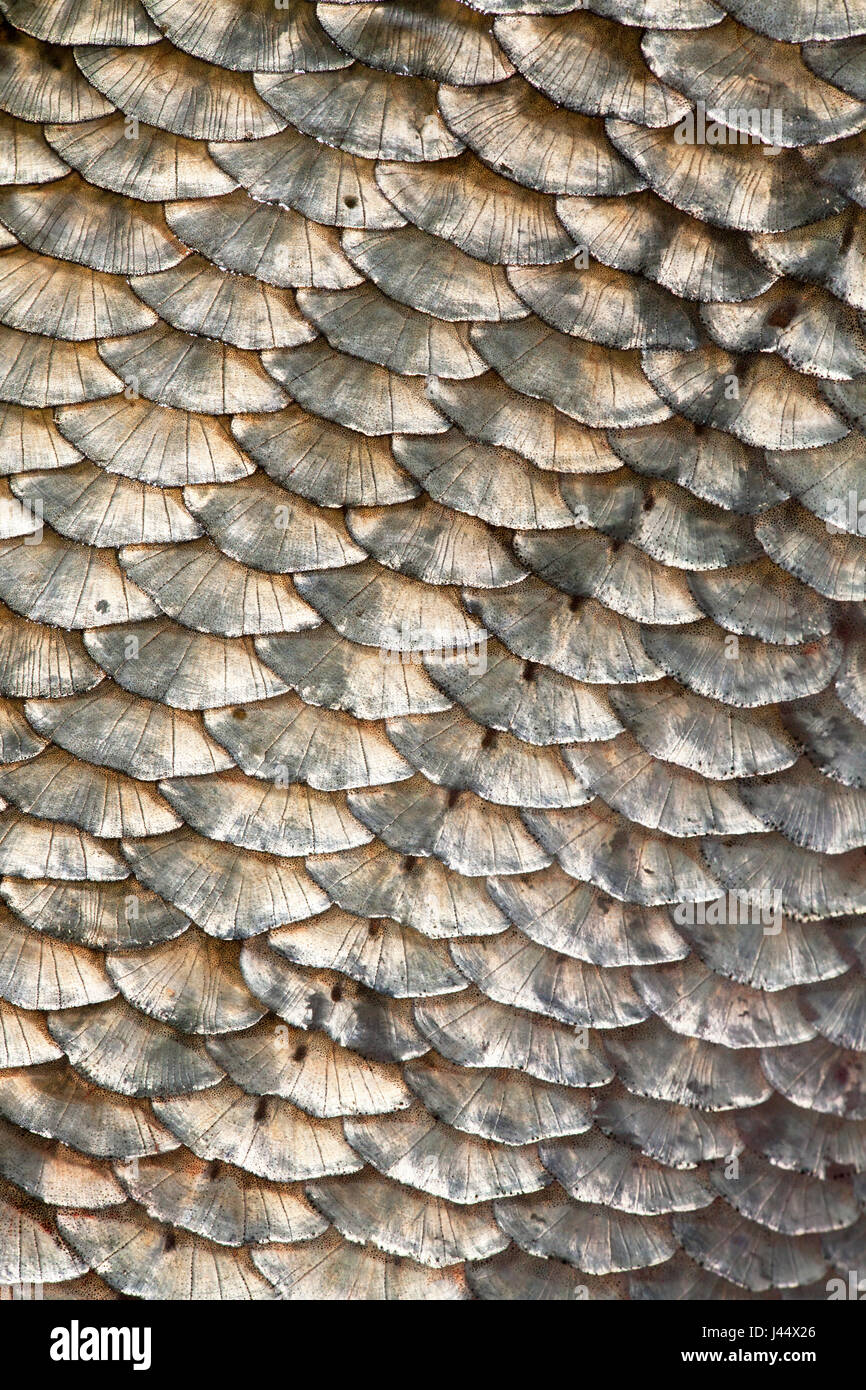 Scales hi-res stock photography and images - Alamy