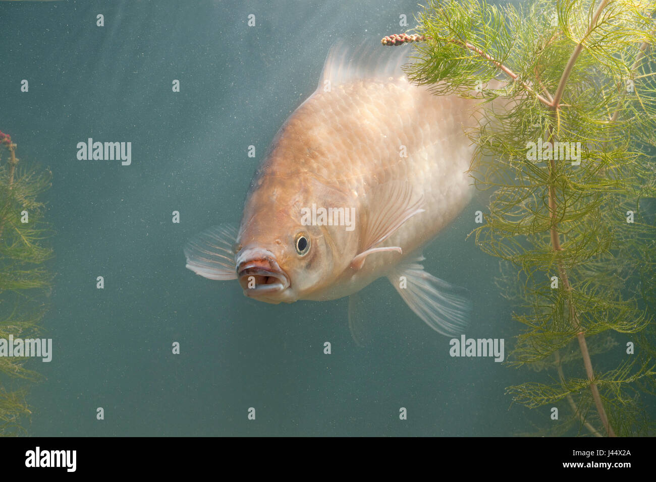 Gibel Carp High Resolution Stock Photography and Images - Alamy