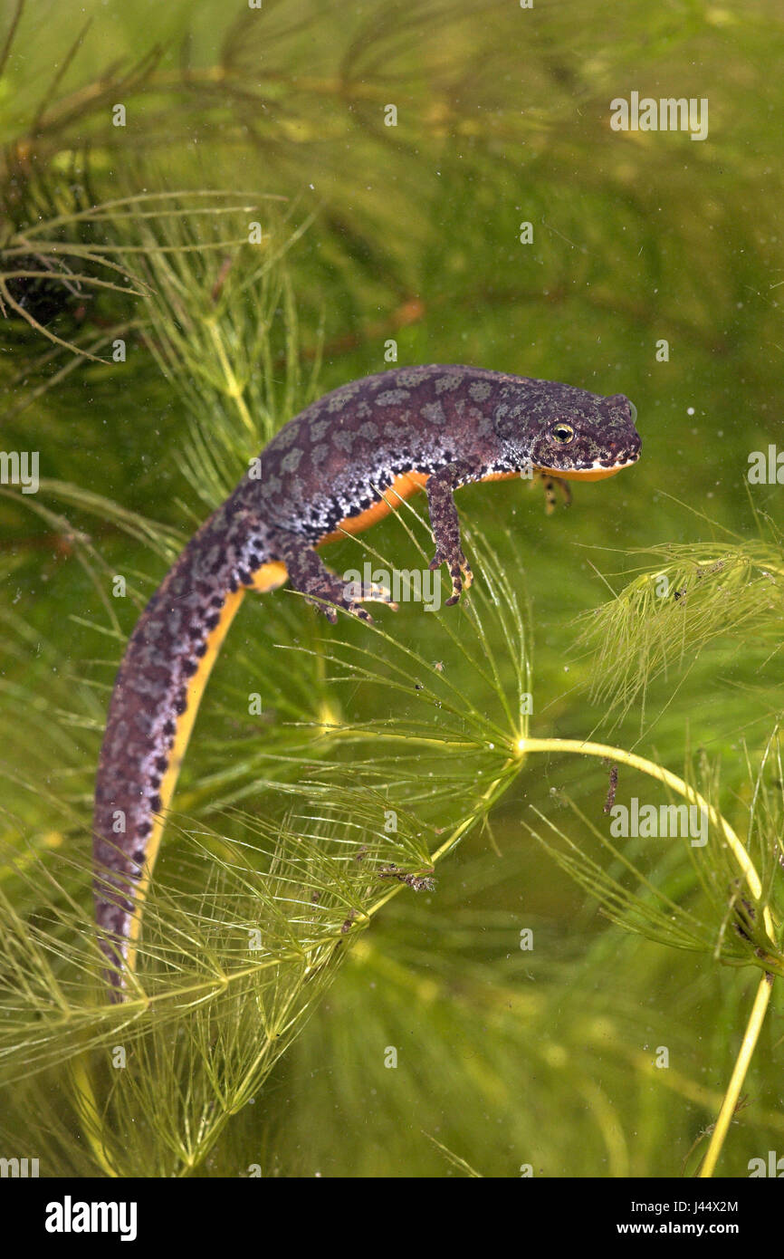 Alpine newt hi-res stock photography and images - Alamy