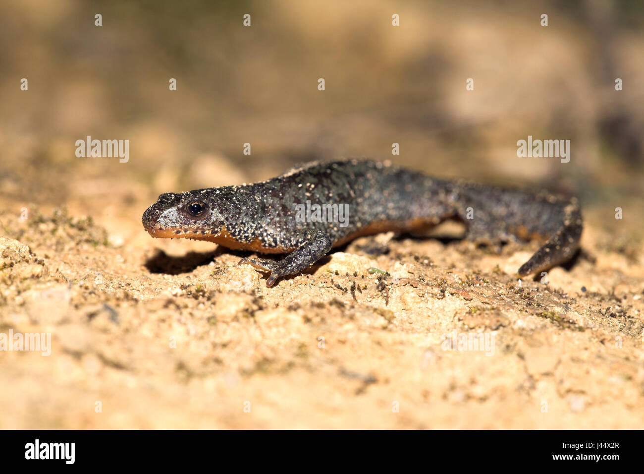 Alpine newt on land Stock Photo - Alamy