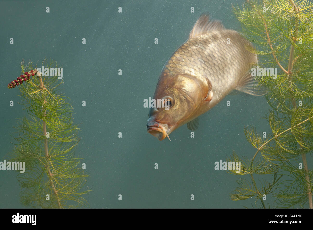 photo of a swimming young carp against a blue background with green ...
