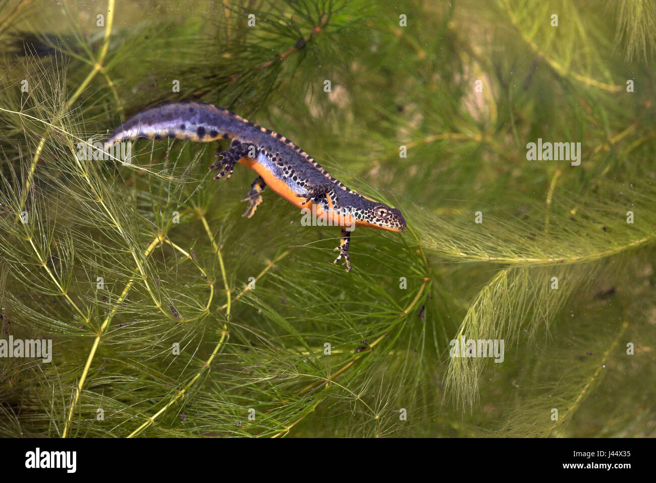 male Alpine newt swimming underwater Stock Photo - Alamy