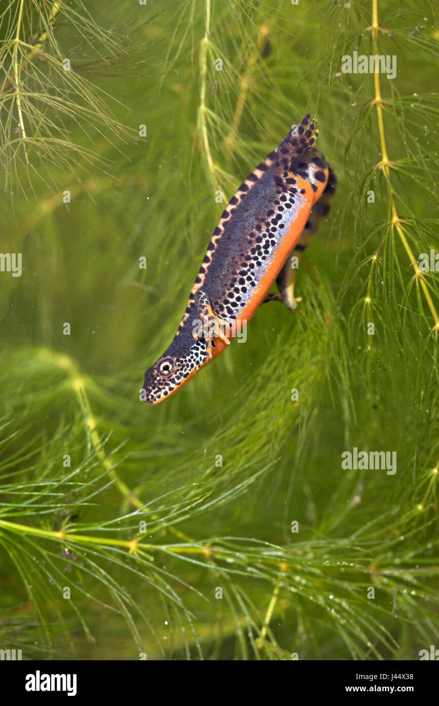 male Alpine newt underwater Stock Photo - Alamy