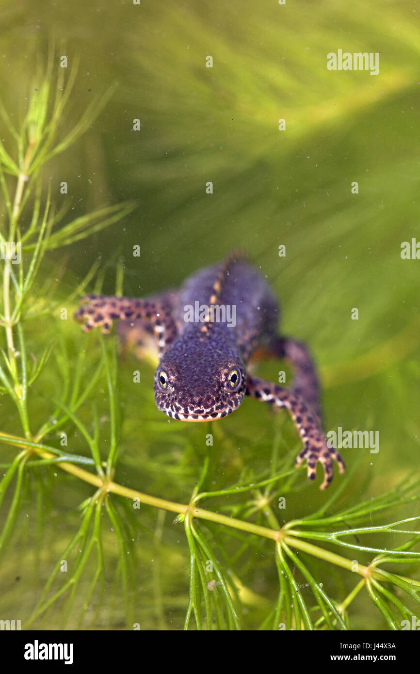 female Alpine newt underwater Stock Photo - Alamy