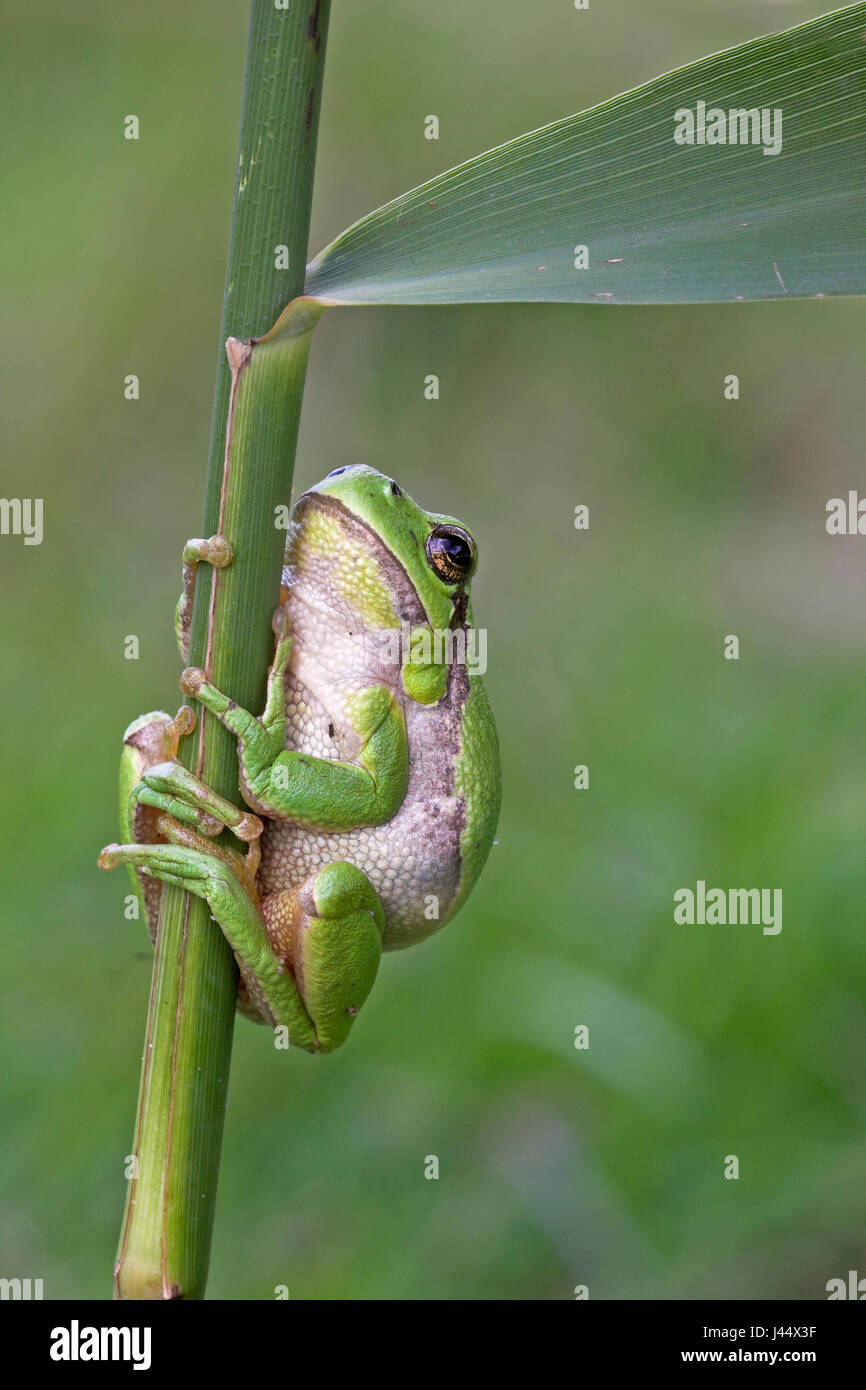 Reed frogs hi-res stock photography and images - Alamy