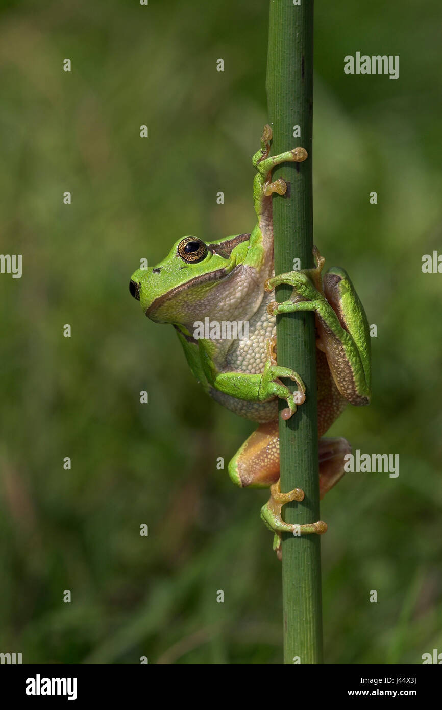 Reed frogs hi-res stock photography and images - Alamy