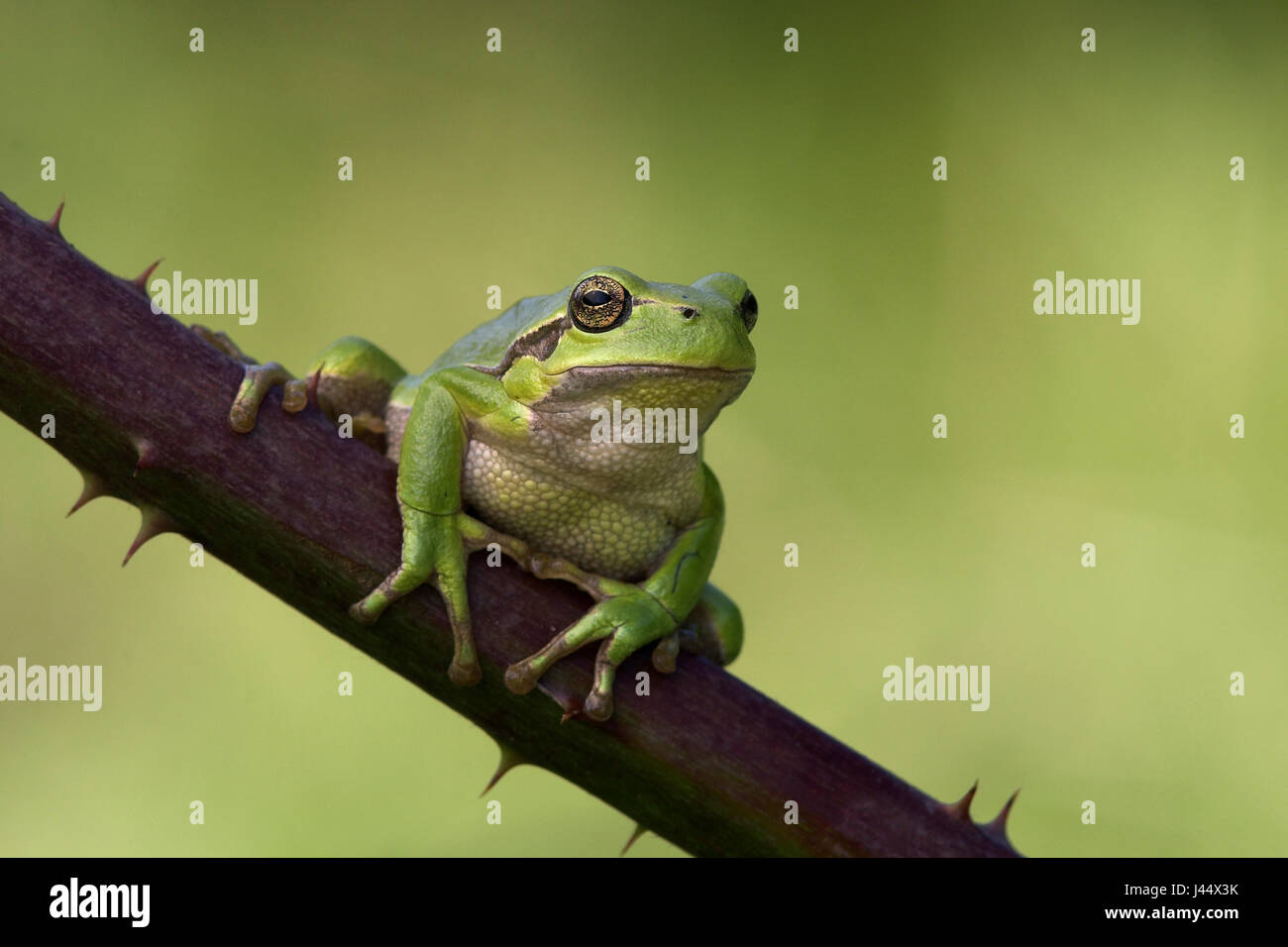 European tree frog posing on branch Stock Photo - Alamy