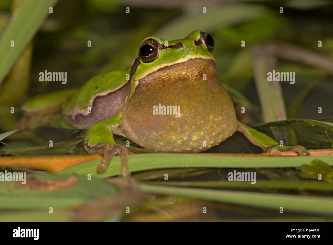 Common tree frog in hi-res stock photography and images - Alamy