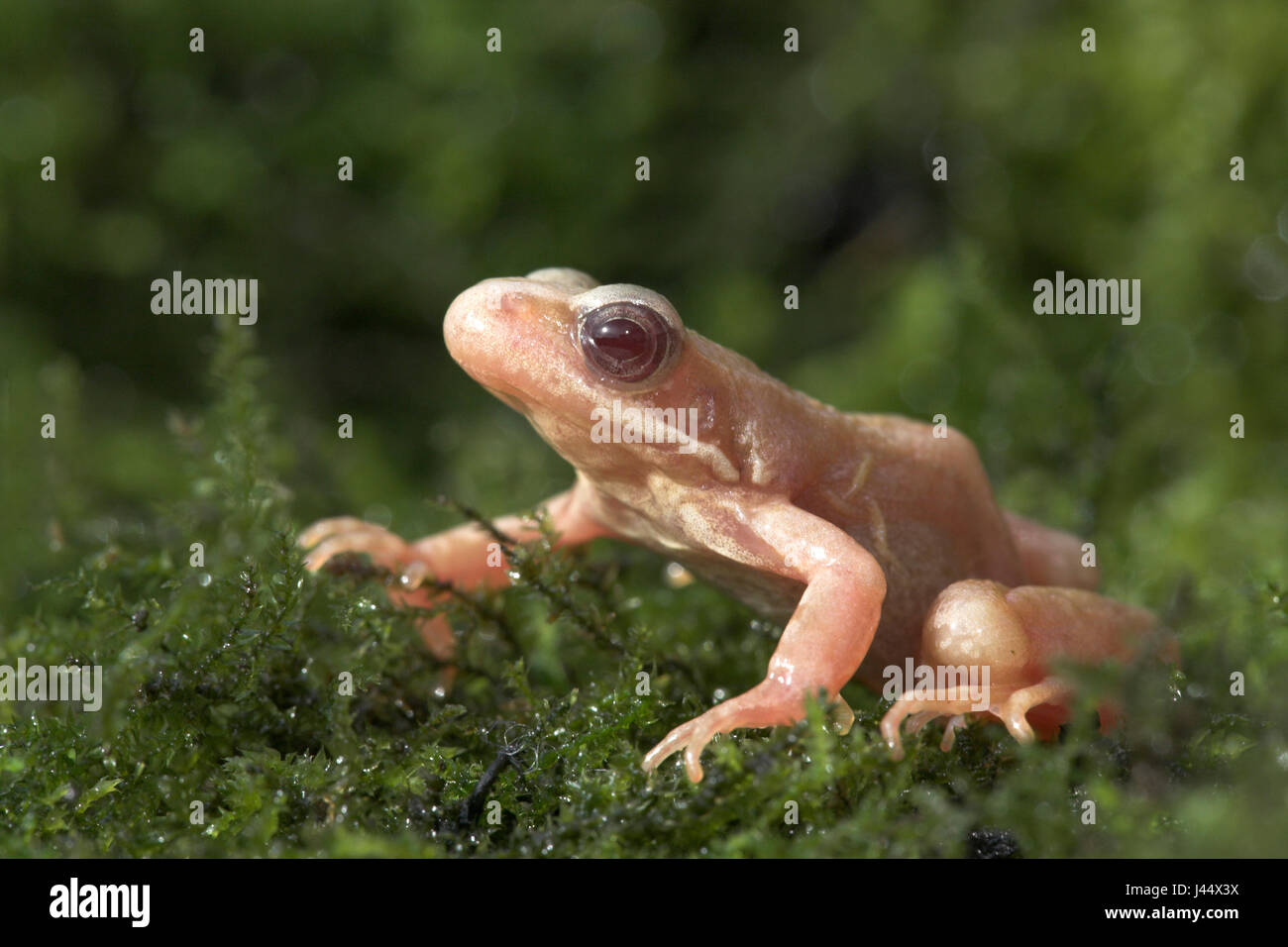 subadult albino common frog Stock Photo - Alamy