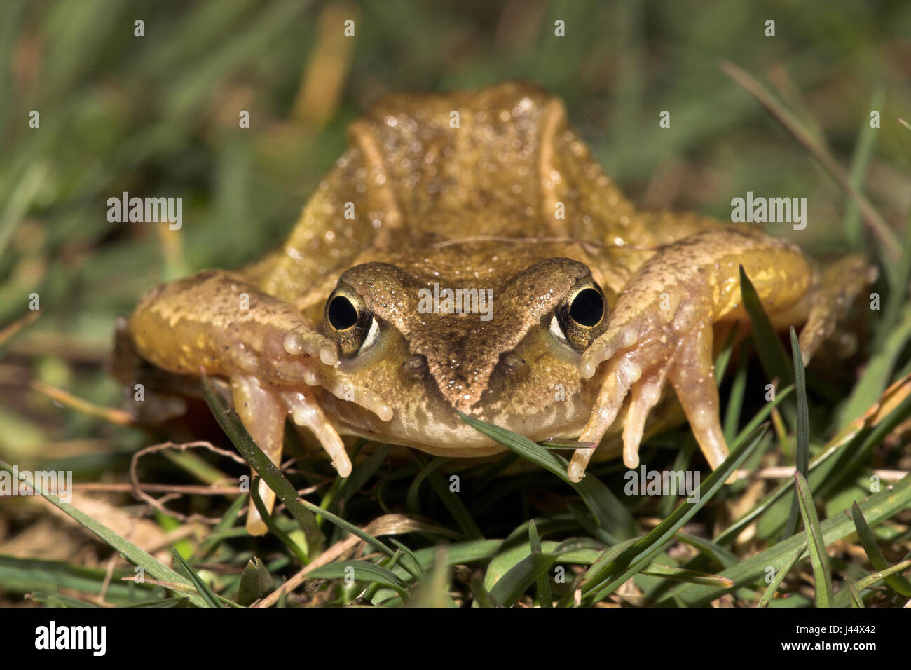 a common frog in defence Stock Photo - Alamy