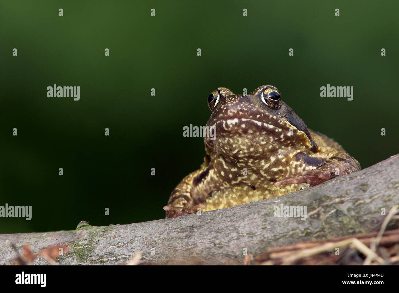 Common frog climbing over branch Stock Photo - Alamy