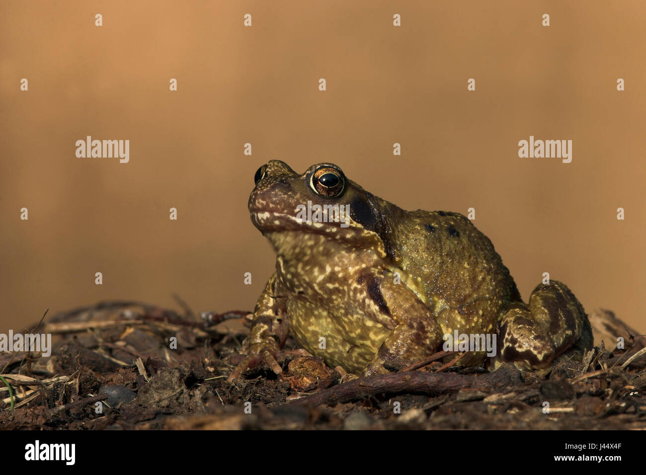 Common frog in the forest Stock Photo - Alamy