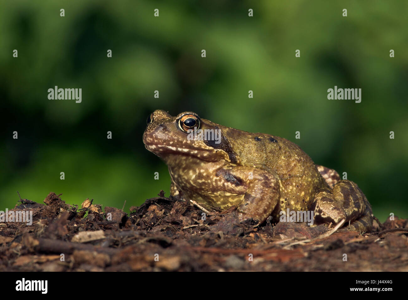 Common frog in the forest Stock Photo - Alamy