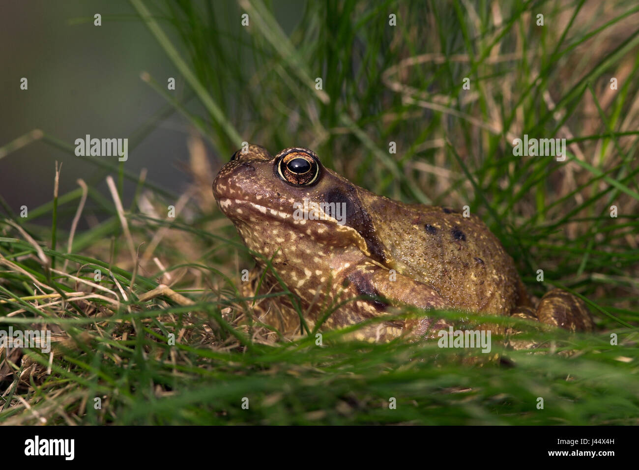Common frog in the grass Stock Photo - Alamy