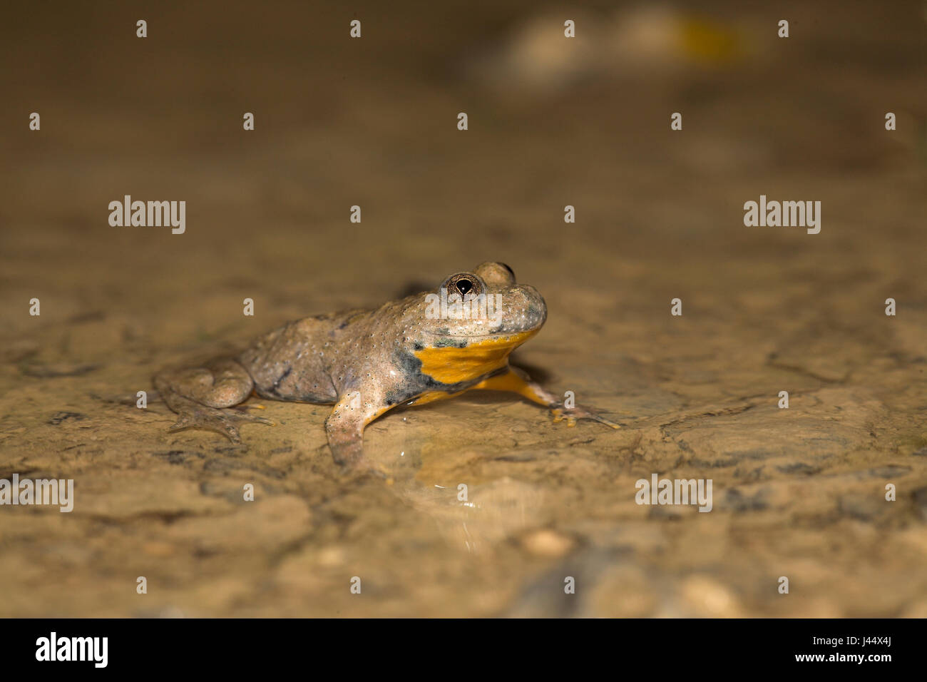 Yellow-bellied toad in its natural habit, yellow-bellied toads often ...