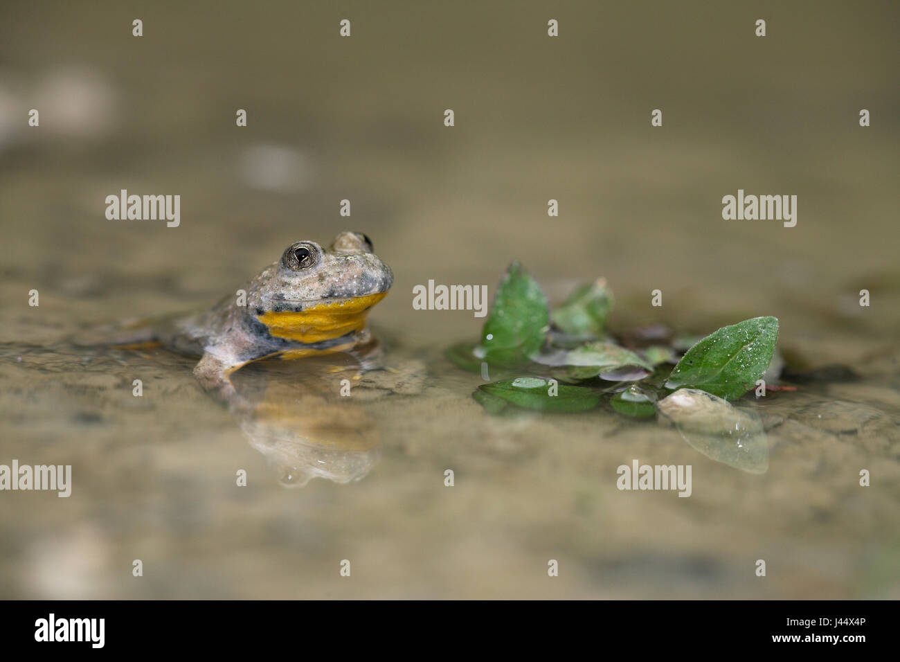 Yellow-bellied toad in its natural habit, yellow-bellied toads often ...