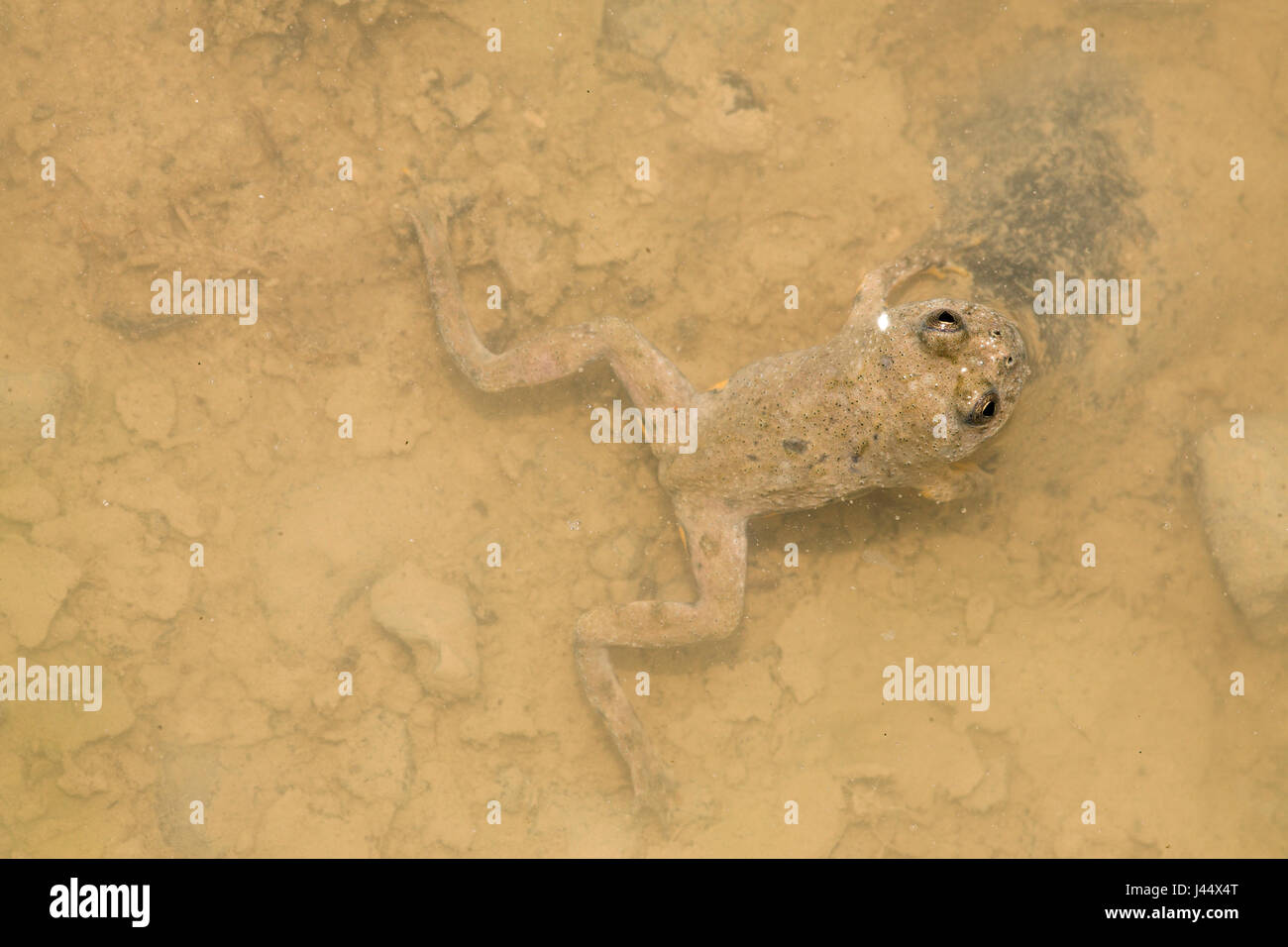 Yellow-bellied toad swimming photographed from above Stock Photo - Alamy