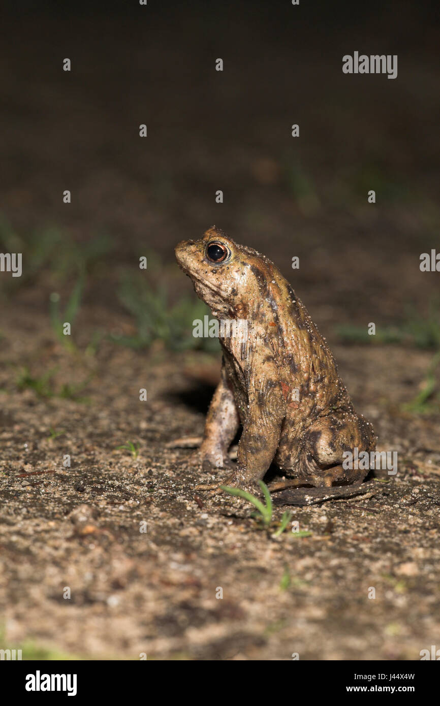 a common toad on the lookout for passing females Stock Photo - Alamy