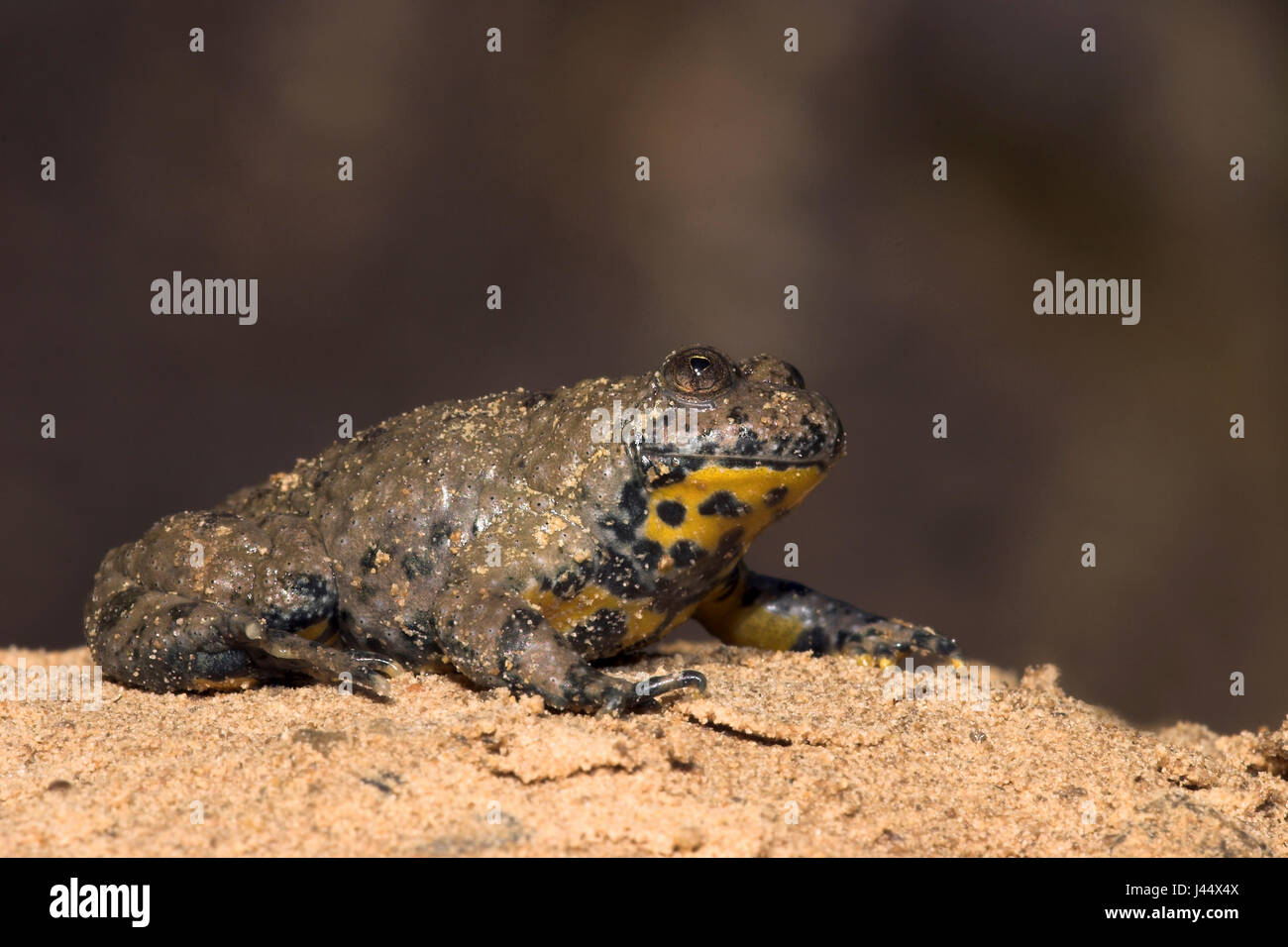 Yellow-bellied toad on land Stock Photo - Alamy