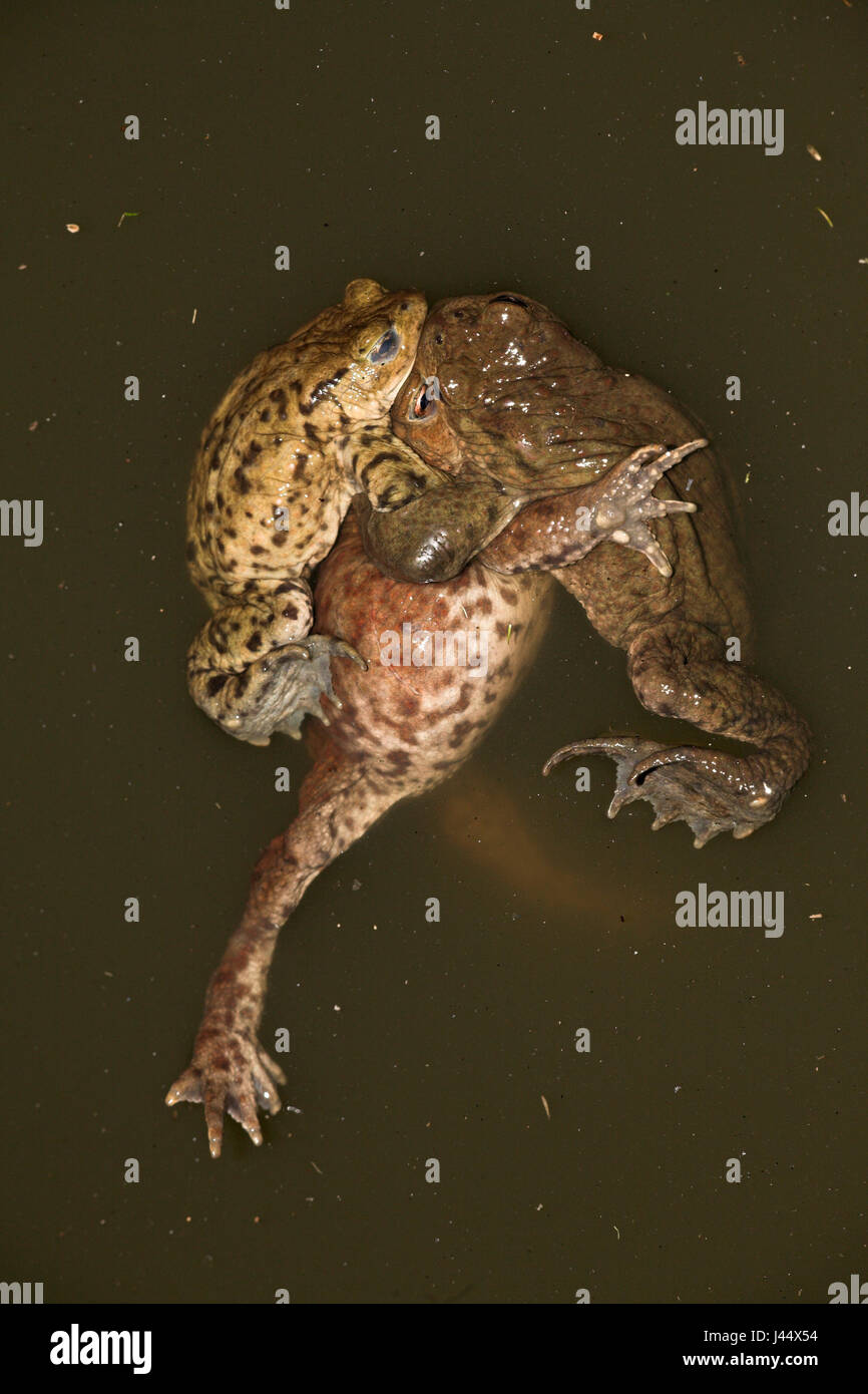 two male toads fight over one female nearly drowning her Stock Photo ...
