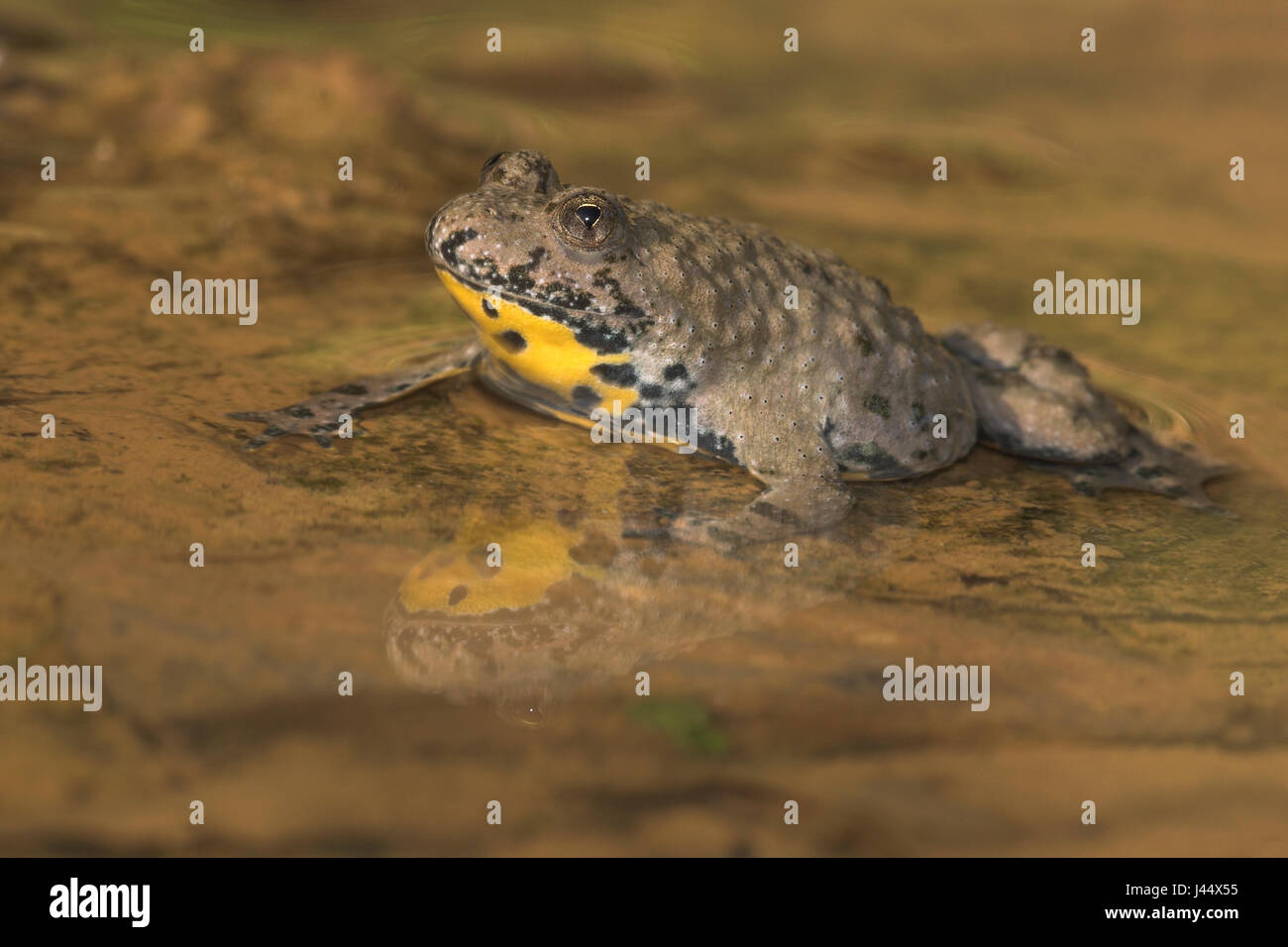 Yellow-bellied toad in the water with reflection Stock Photo - Alamy