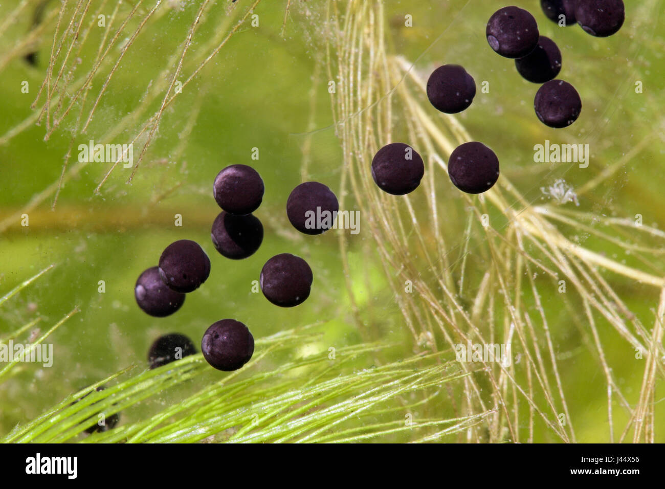 close-up of the eggs of the common toad Stock Photo - Alamy
