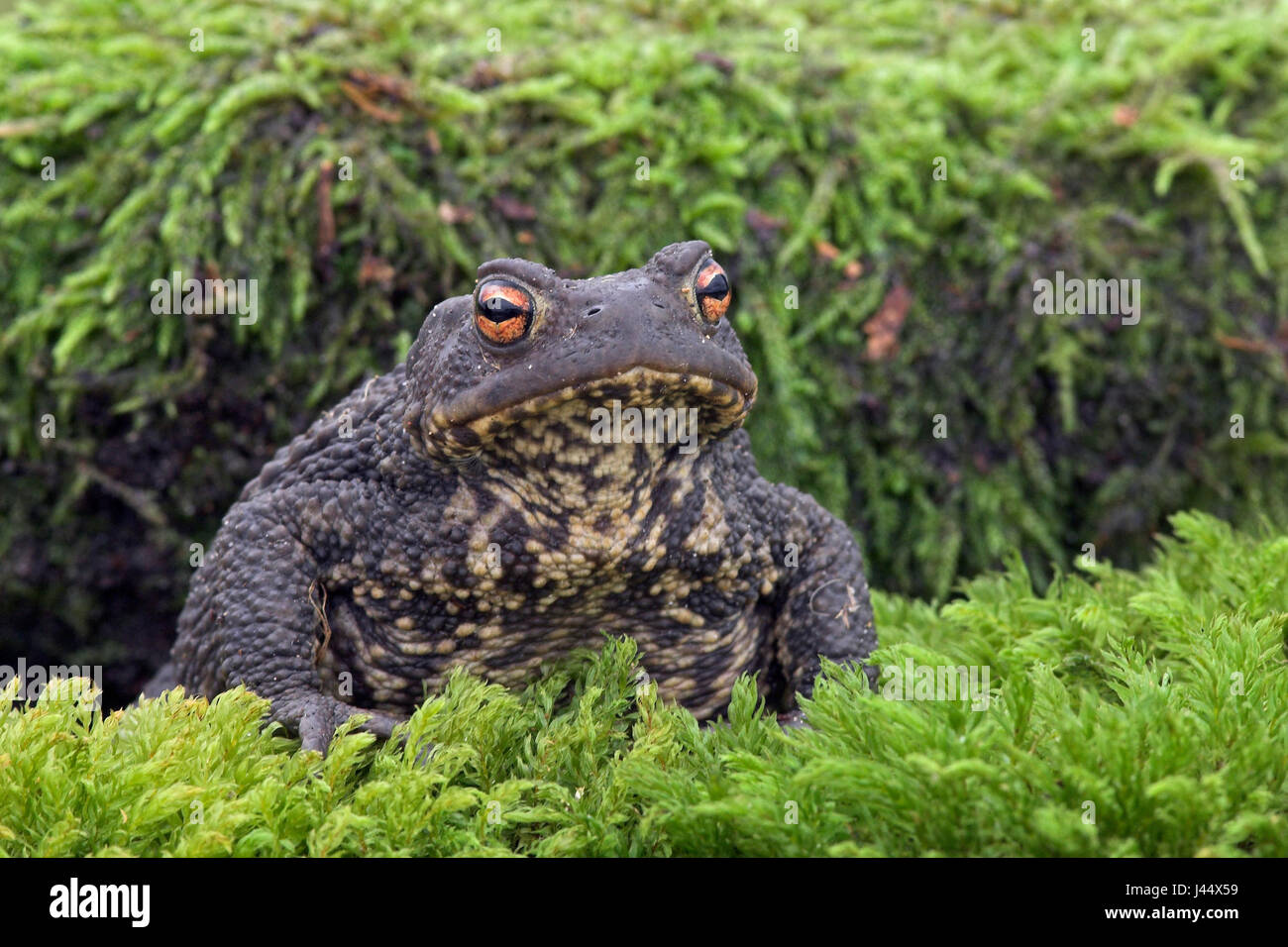 Common toad on moss Stock Photo - Alamy