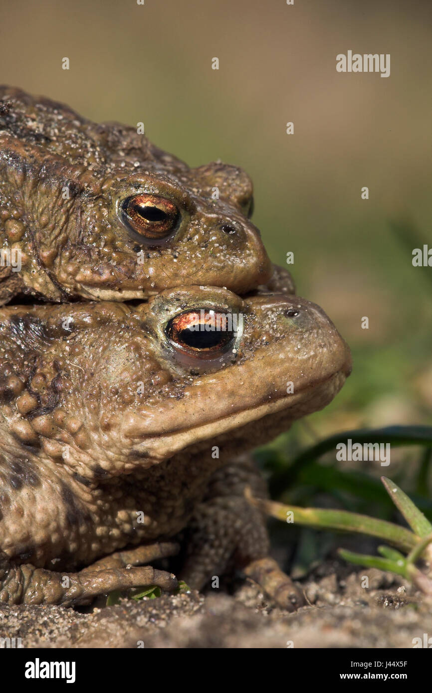 Toads not turds hi-res stock photography and images - Alamy