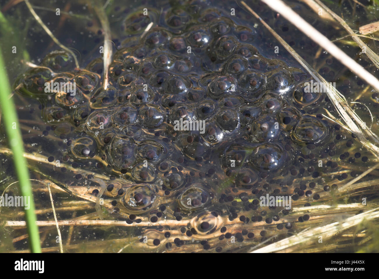 Swedish swamp frogs hi-res stock photography and images - Alamy